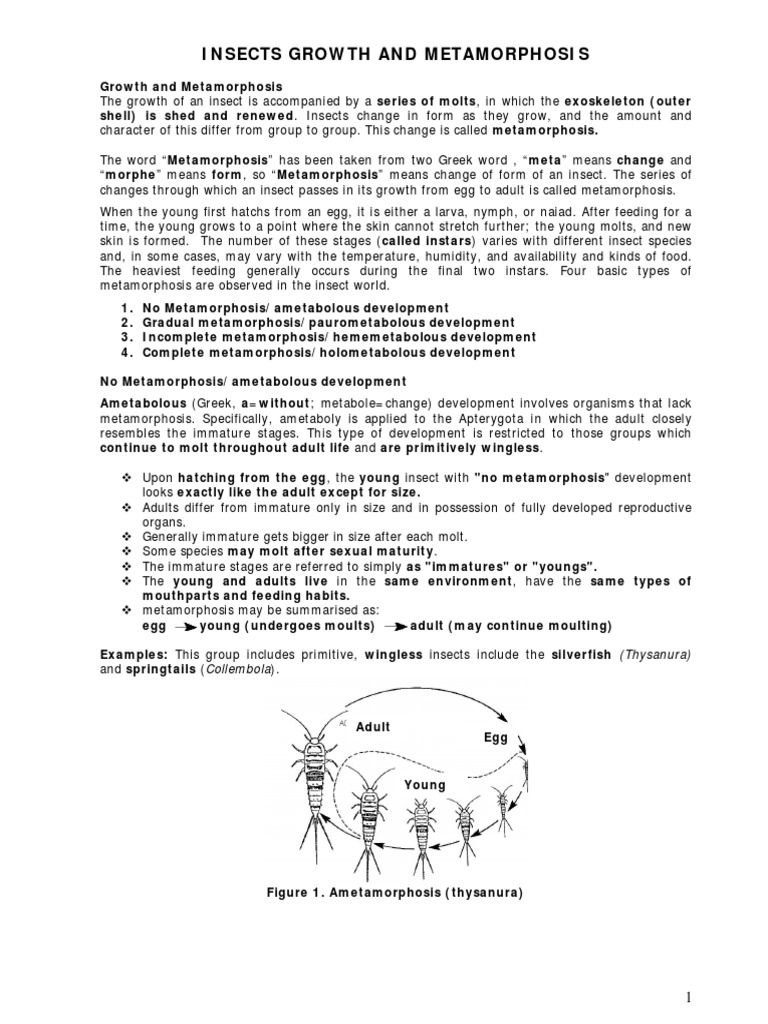 Types of Insect Metamorphosis Explained | PDF | Pupa | Insects