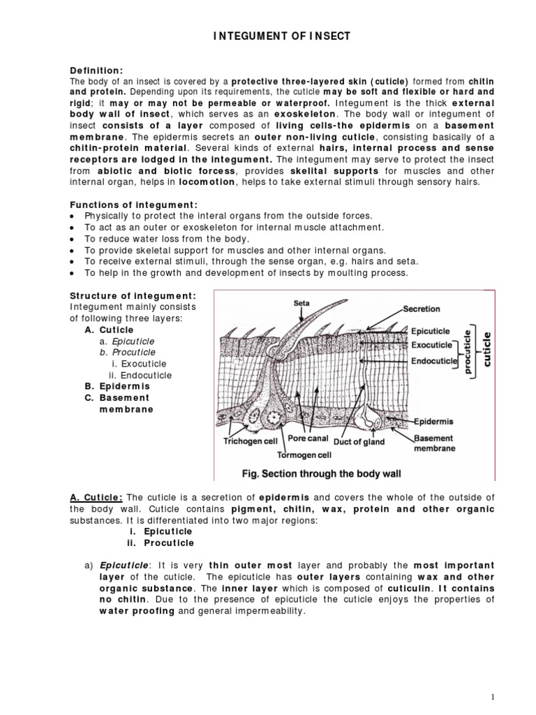 Insect Integument | PDF | Biology | Animal Anatomy