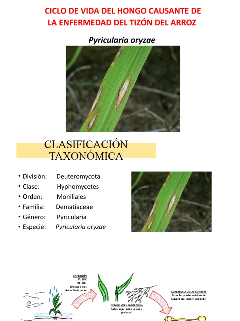 Pyricularia Oryzae | PDF | Ramas de la botánica | Biología