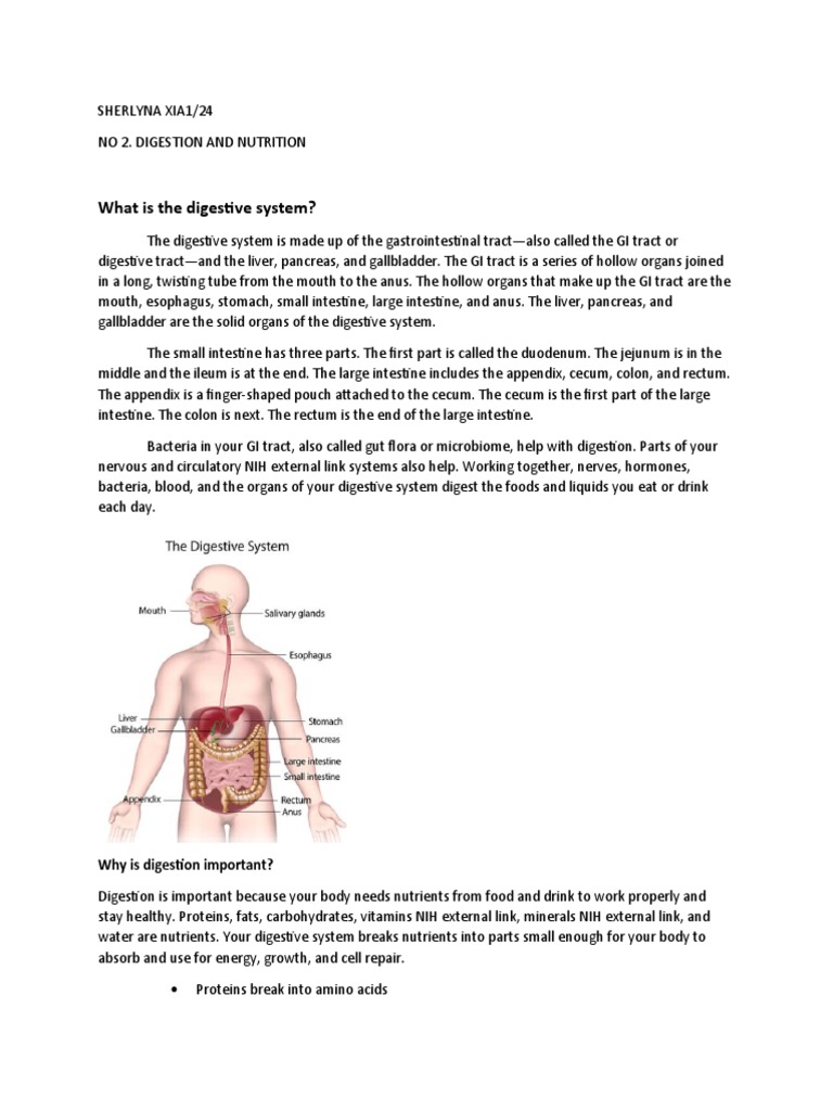 What Is The Digestive System?: Why Is Digestion Important? | PDF ...