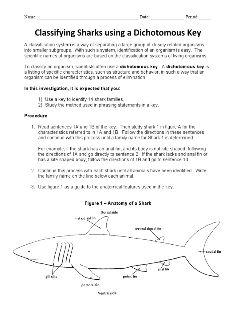 Classifying Sharks Using A Dichotomous Key: in This Investigation, It ...