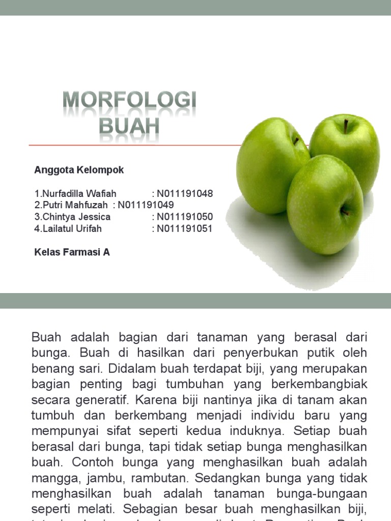 Morfologi dan Klasifikasi Buah Apel | PDF