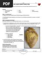 Sheep Heart Dissection Lab Guide | PDF