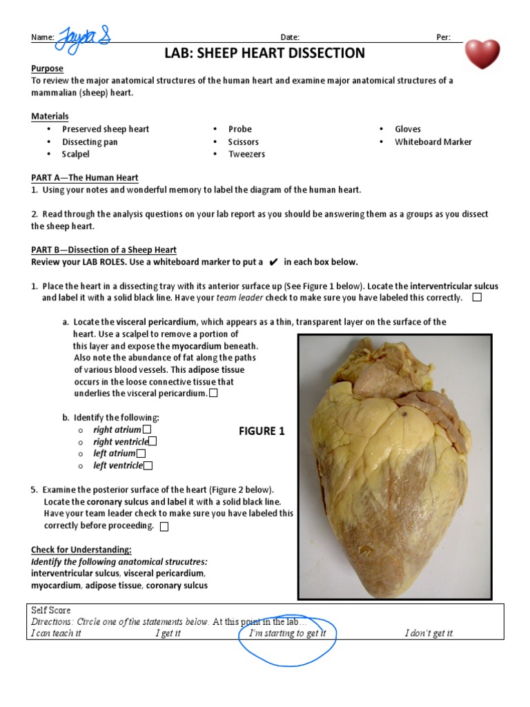 Sheep Heart Dissection Lab Guide | PDF