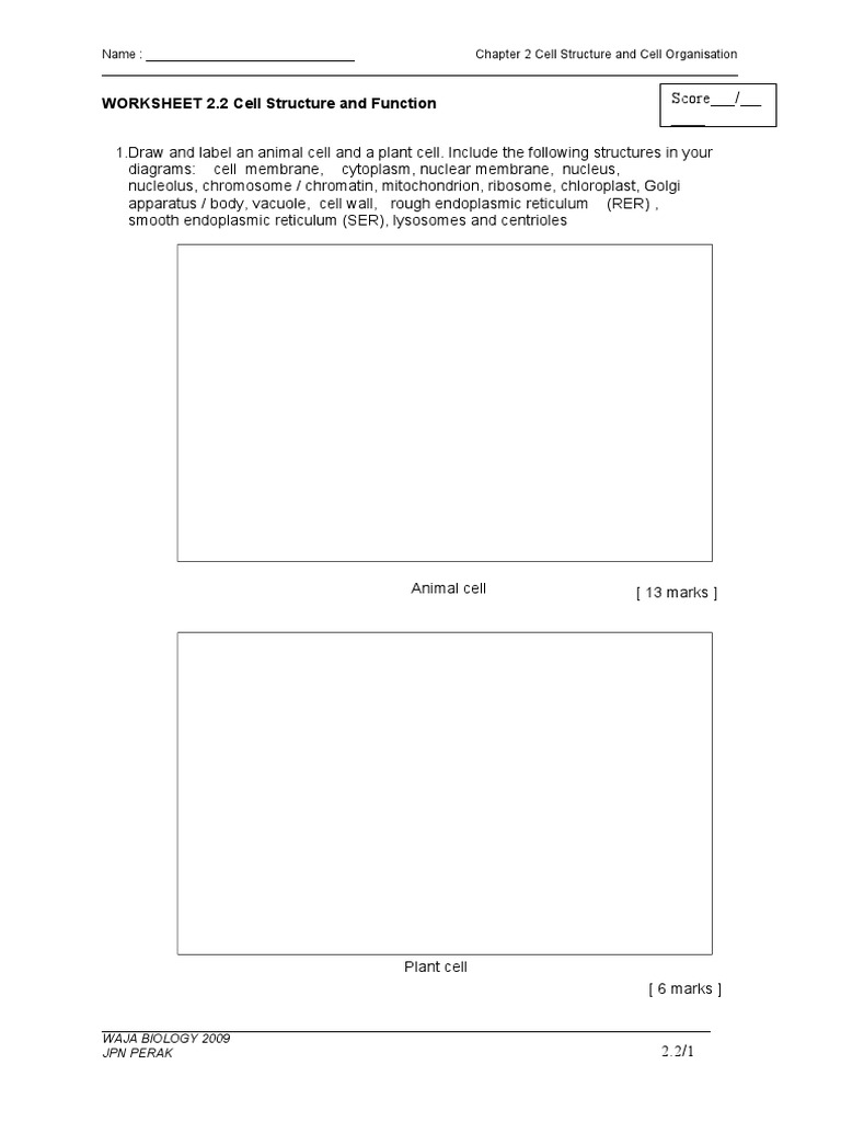 Worksheet 22 Cell Structure and Function | PDF | Endoplasmic Reticulum ...