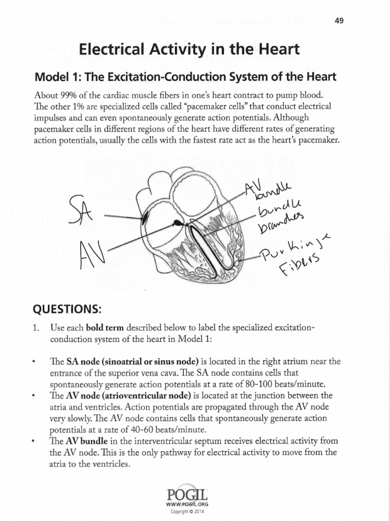 Jaidyn Smith - Electrical Activity in The Heart POGIL | PDF
