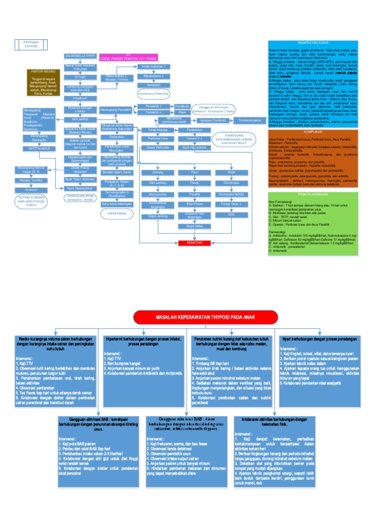 Pathway Thypoid | PDF