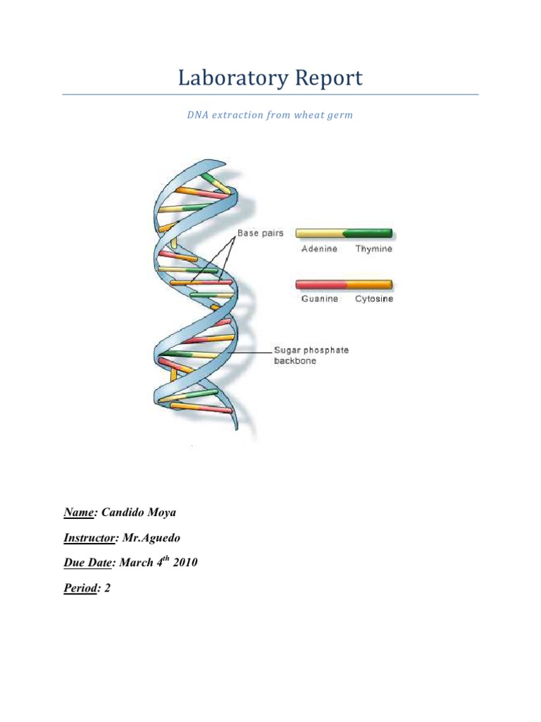 DNA Extraction Lab Report Key | PDF | Cell (Biology) | Biology