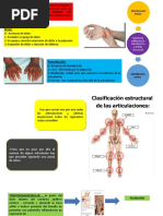 Arco de Riolano | PDF | Tinción | Anatomía