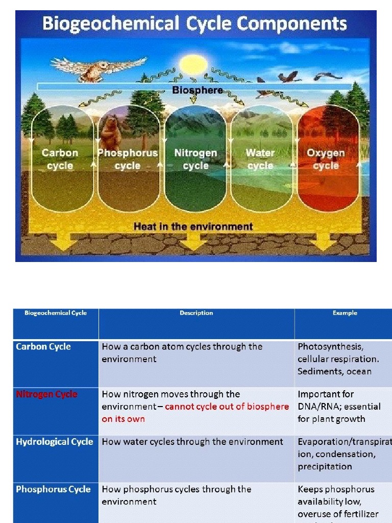 Biogeochemical Cycles | PDF | Water Cycle | Carbon Cycle
