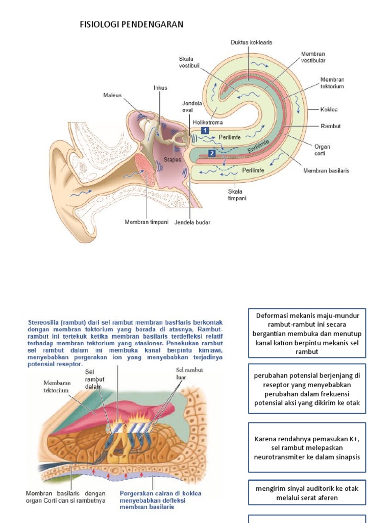 Fisiologi Pendengaran | PDF
