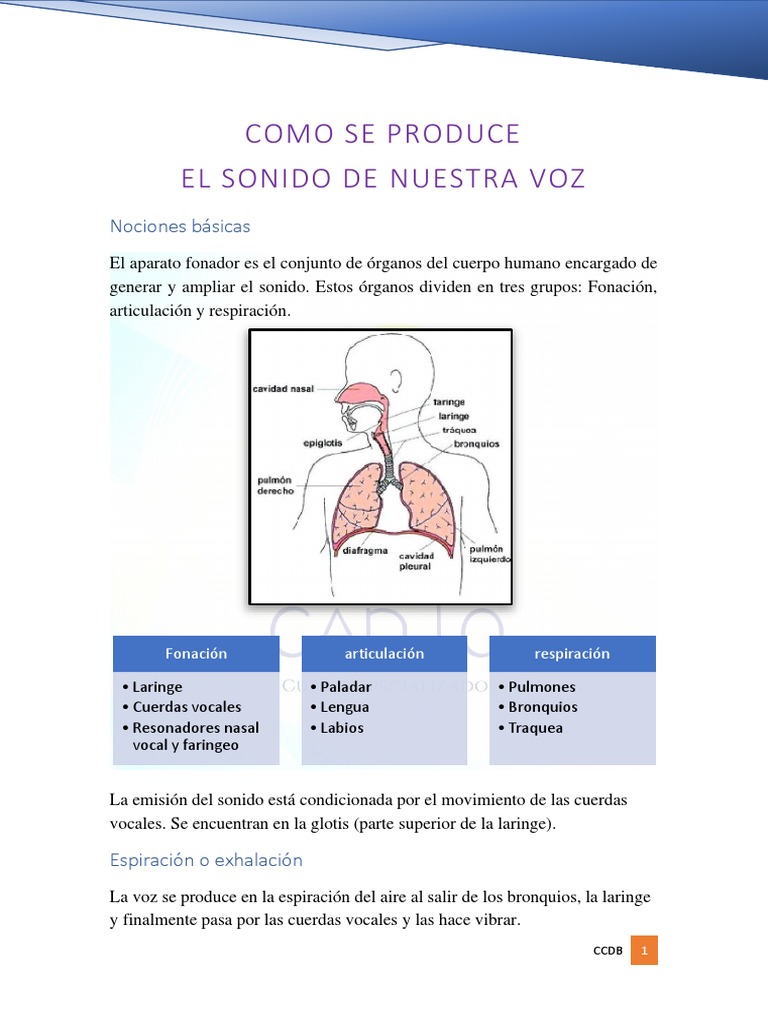 Como Se Produce El Sonido de La Voz | PDF | Arte