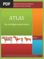 Músculos del Miembro Torácico y Pelviano Equino | PDF | Codo | Sistema ...
