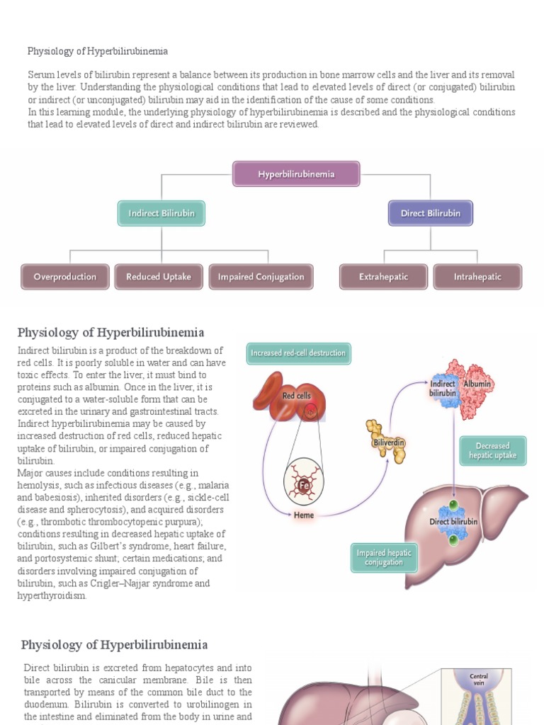 Physiology of Hyperbilirubinemia | PDF | Liver | Health Sciences