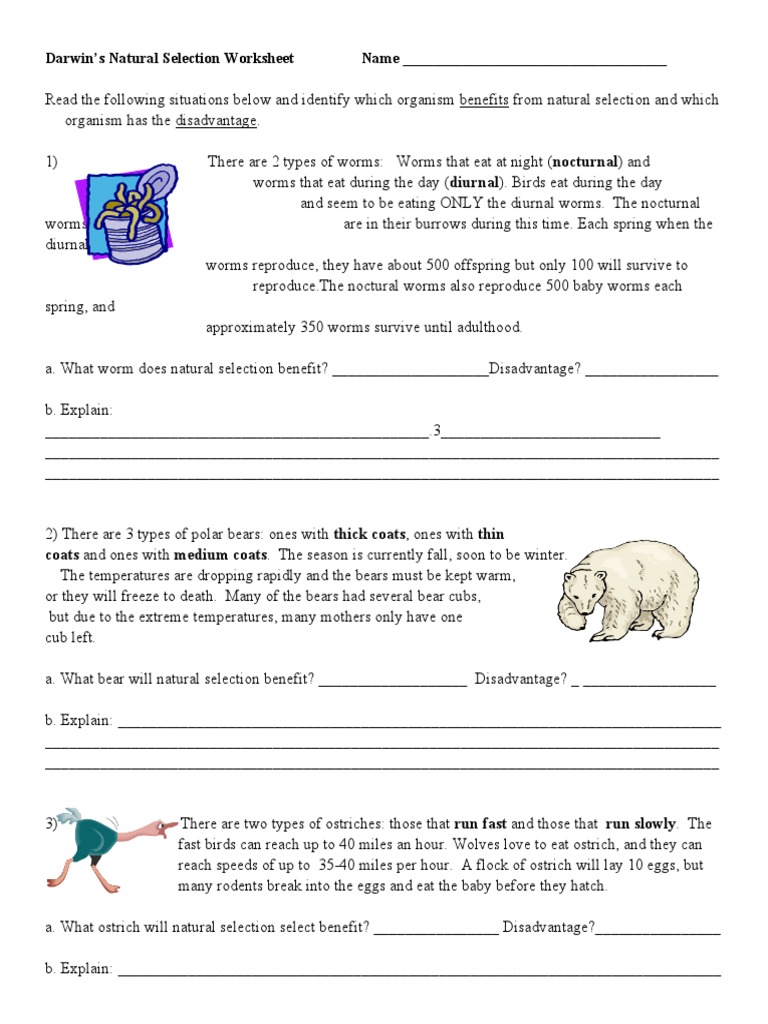Natural Selection Homework Worksheet | PDF | Bears | Zoology