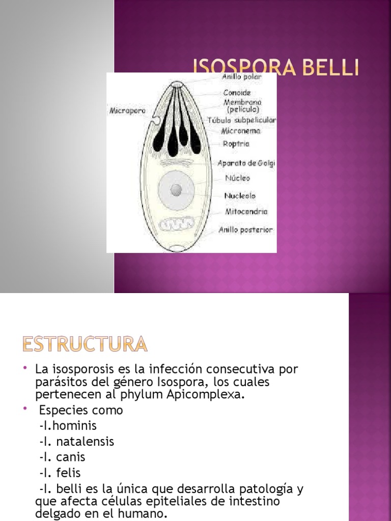 Isospora Belli | PDF