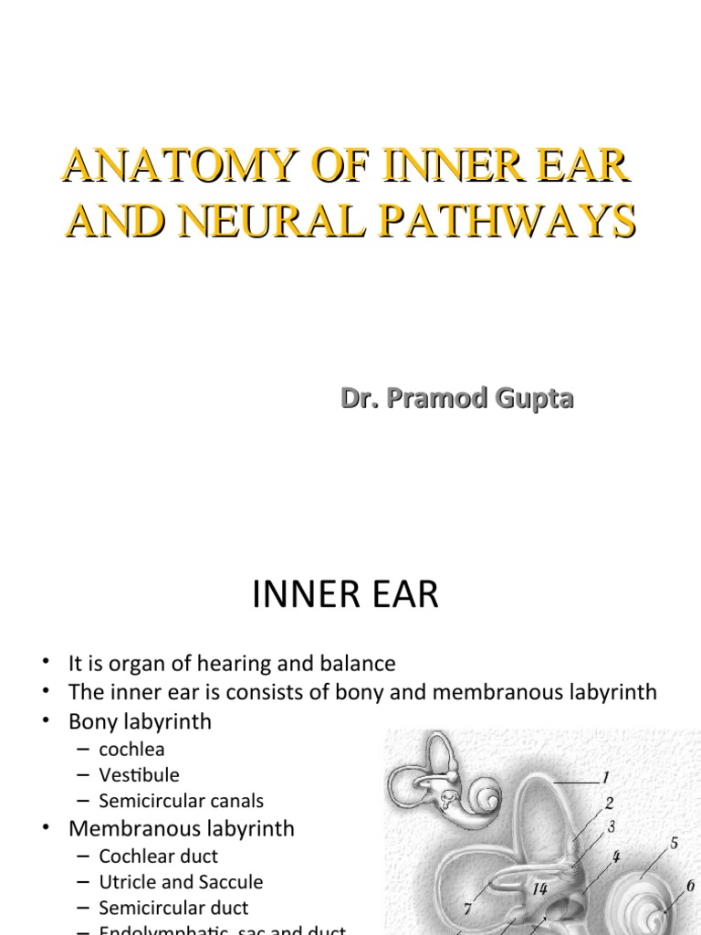 Anatomy of Inner Ear and Neural Pathways | PDF | Ear | Auditory System