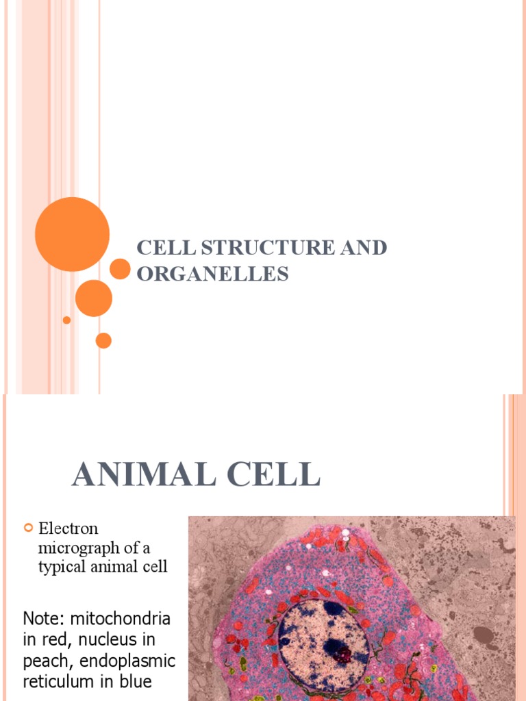 Cell Structure and Organelles | PDF | Endoplasmic Reticulum | Cell ...