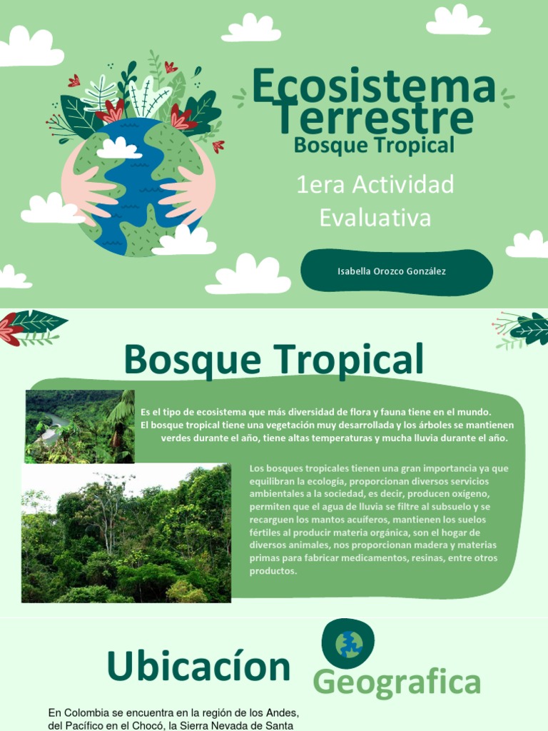 Importancia del Bosque Tropical Terrestre | PDF | Zona tropical | Los ...