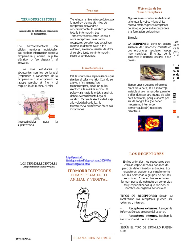 TERMORRECEPTORES | PDF | Sentidos | Biología