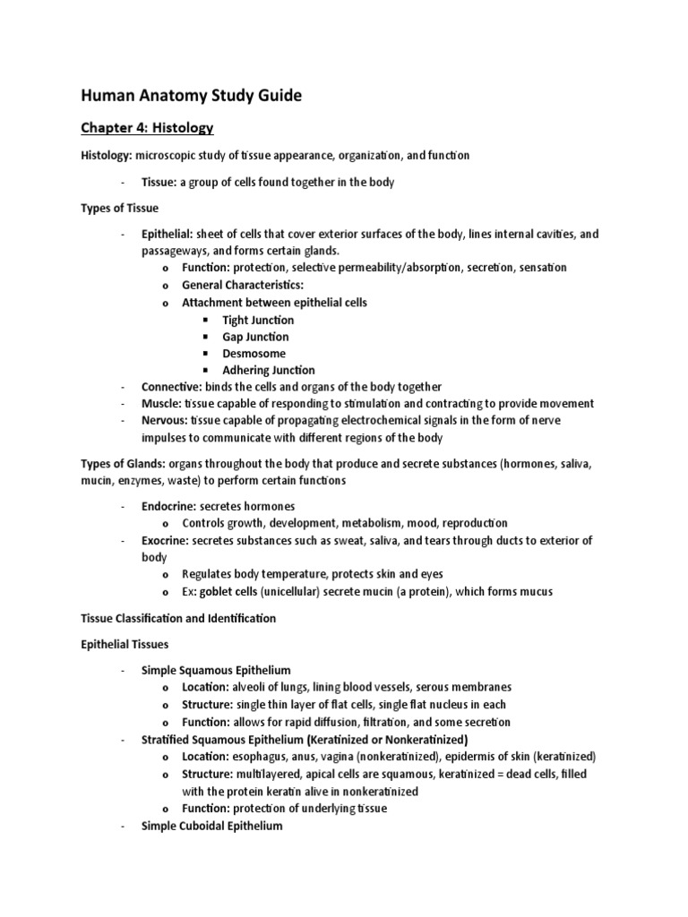 Human Anatomy Study Guide: Chapter 4: Histology | PDF | Epithelium ...