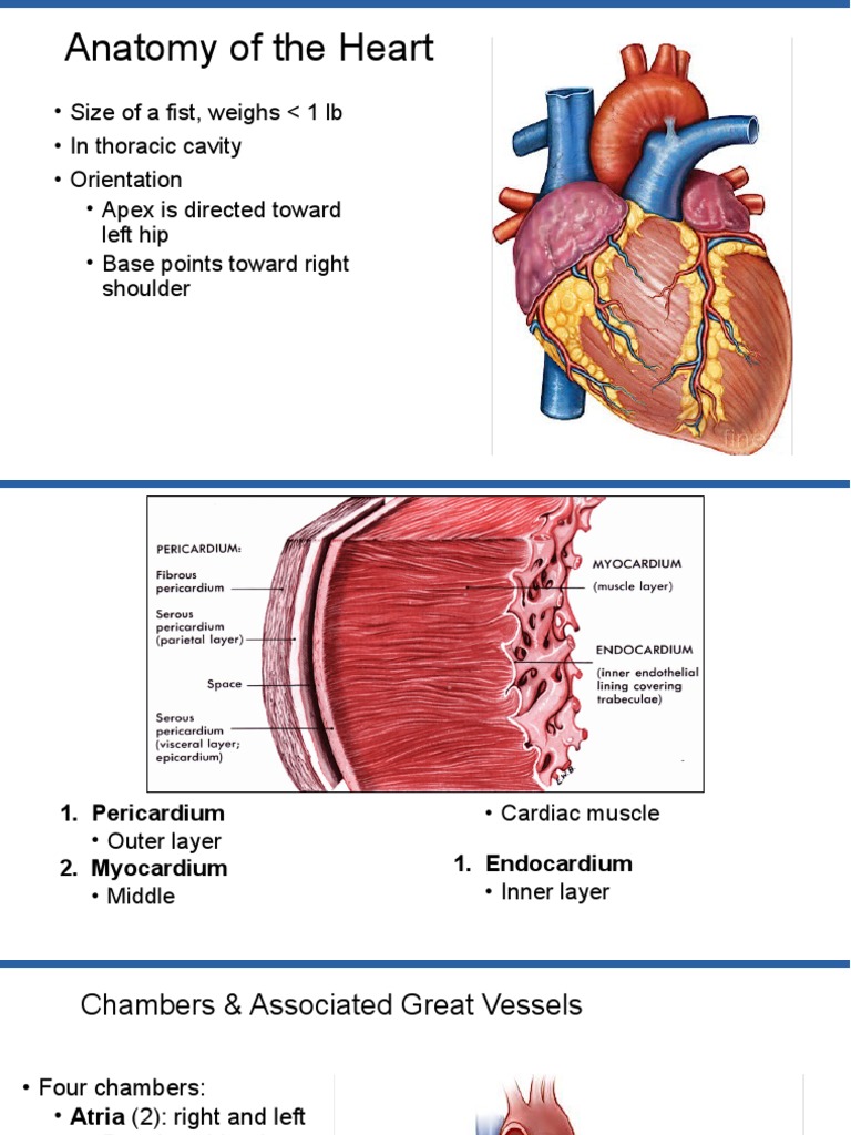 Heart Anatomy | PDF | Pulse | Heart