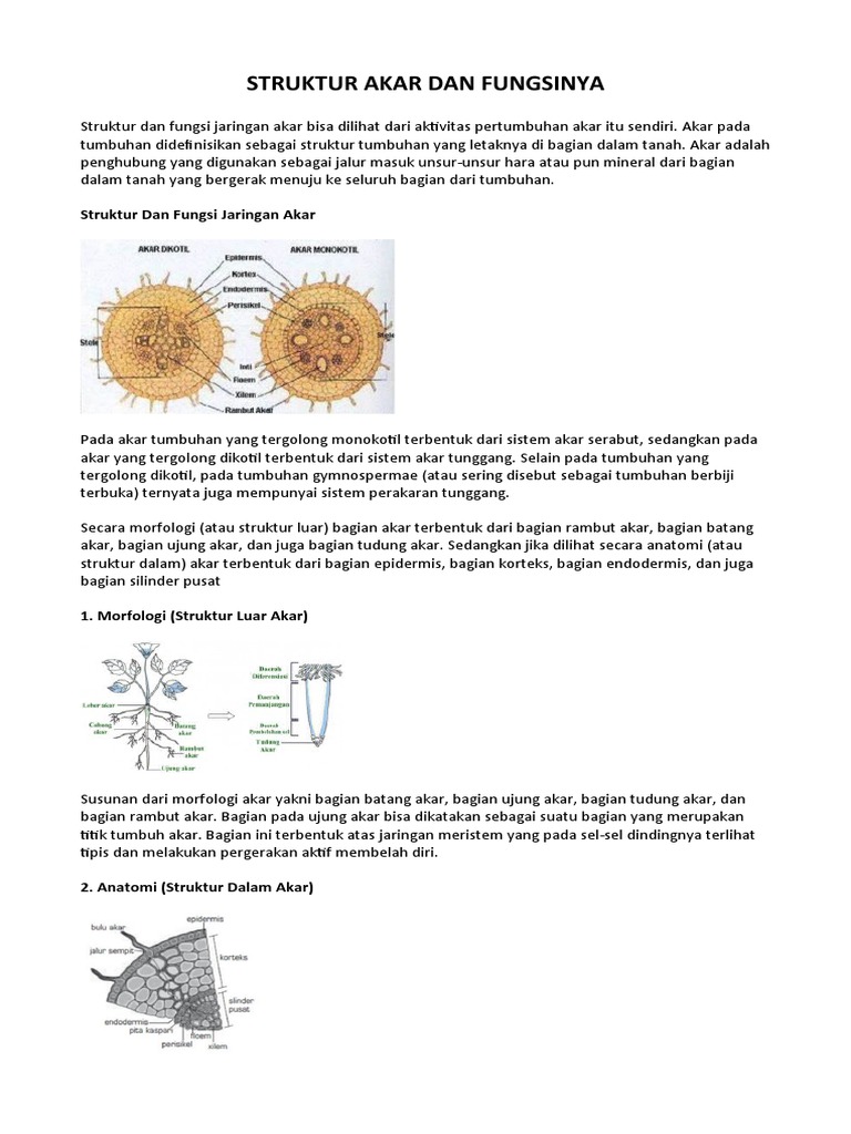 Struktur Akar Dan Fungsinya | PDF