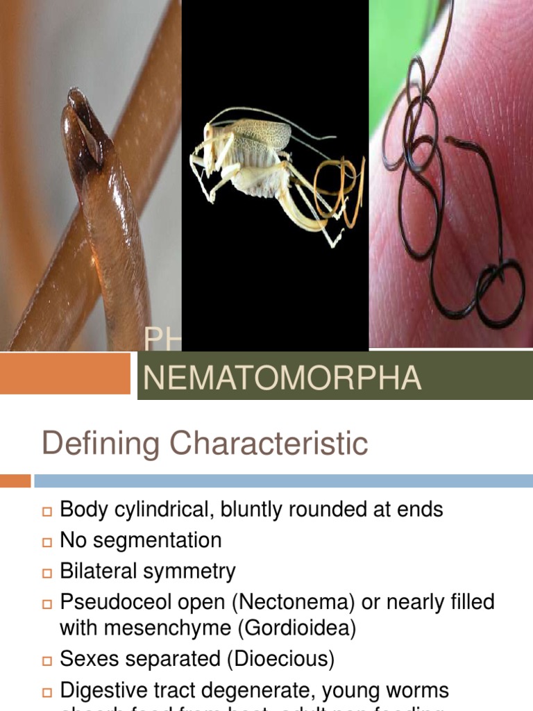 Phylum Nematomorpha | PDF | Insects | Biology