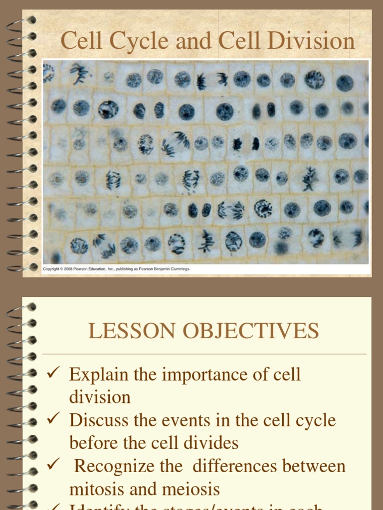 Understanding Cell Cycle and Division | PDF | Mitosis | Biological ...