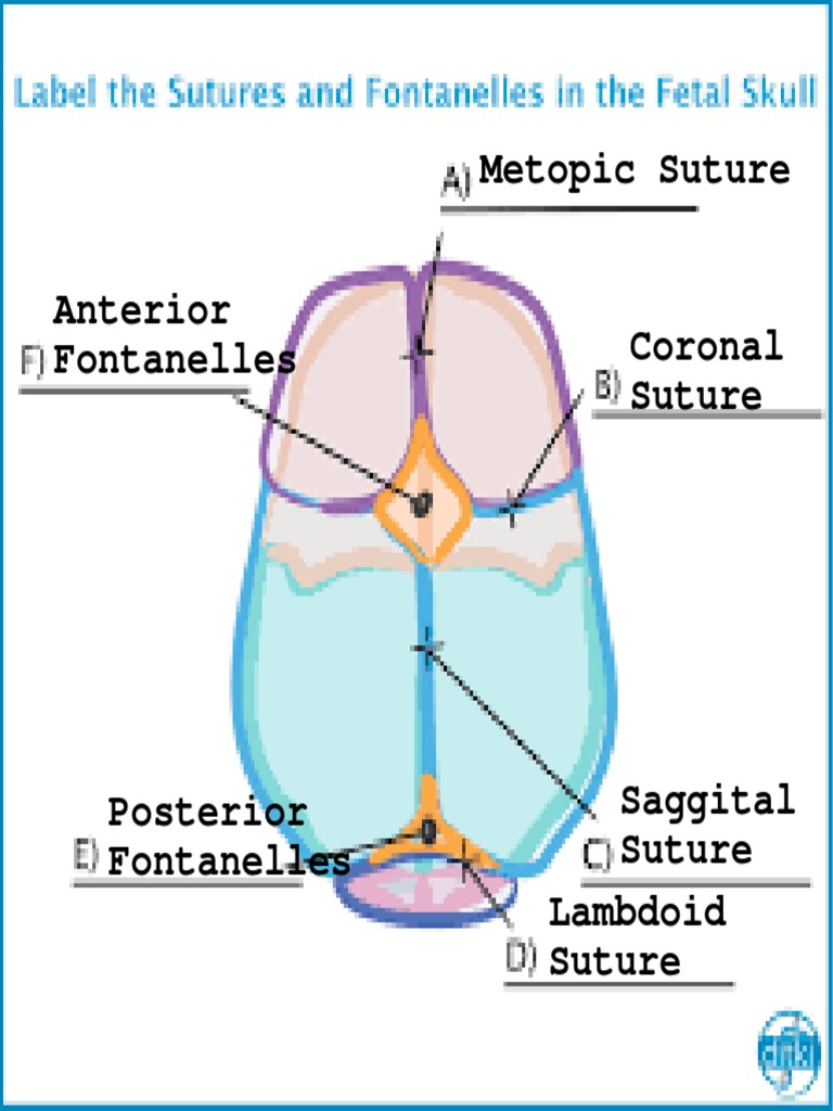 Label The Sutures and Fontanels in The Fetal Skull | PDF