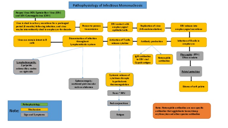Pathophysiology of Mono - EBV | PDF | Viral Diseases | Microorganism