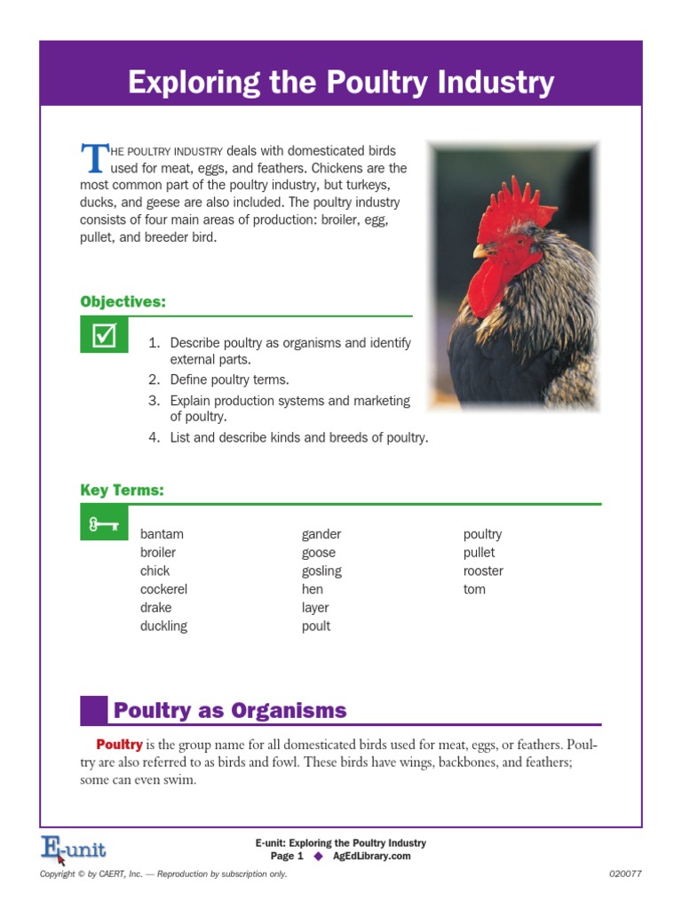 Exploring The Poultry Industry | PDF | Chicken | Poultry Farming