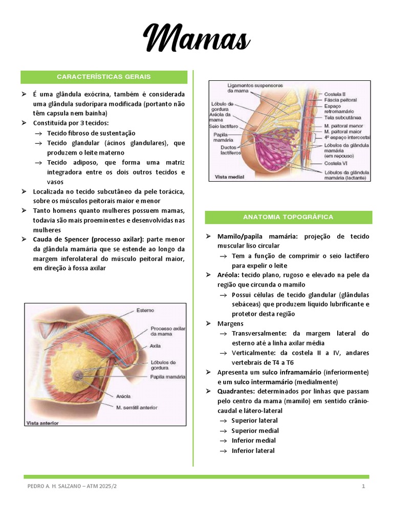 Mama | PDF | Seio | Anatomia
