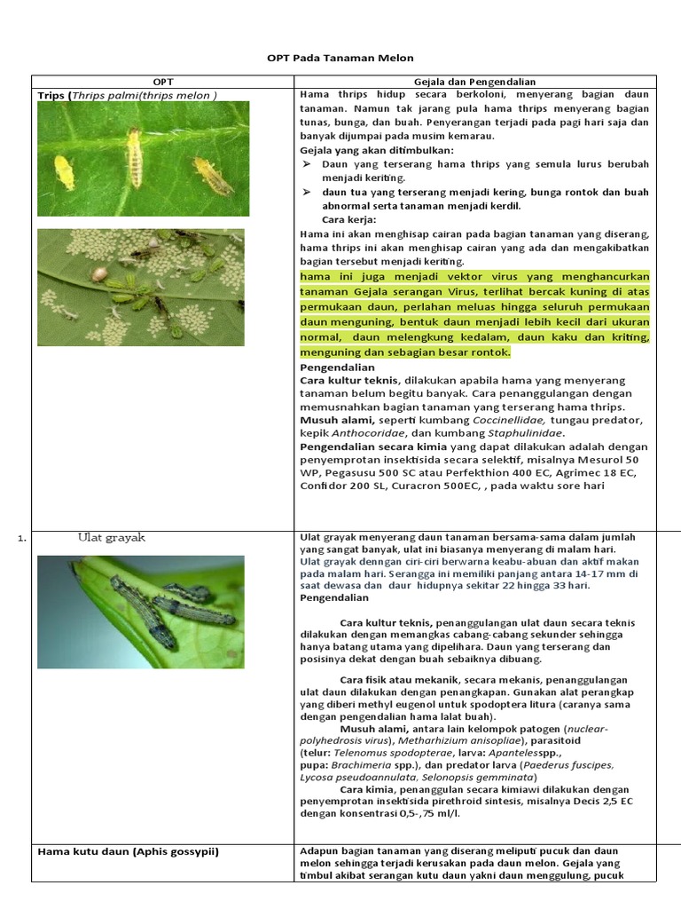 OPT Pada Tanaman Melon | PDF