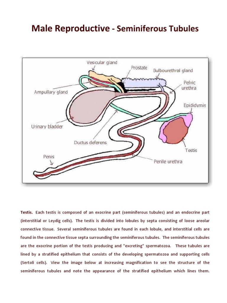 Male Reproductive - Seminiferous Tubules | Cells | Testicle