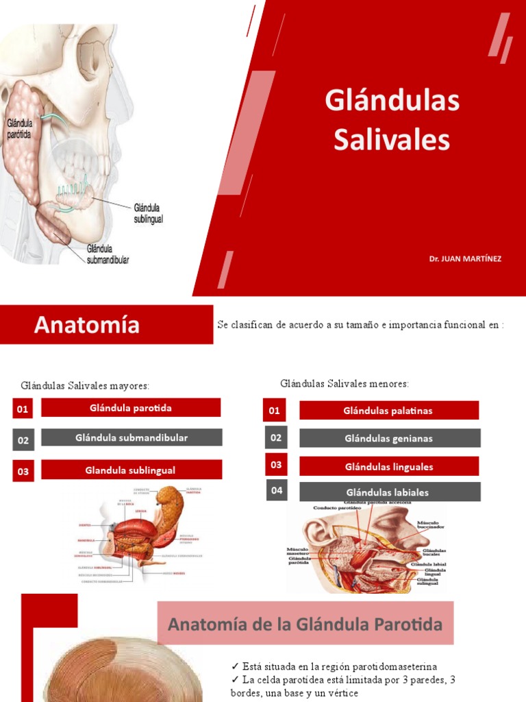 Glándulas Salivales | PDF | Saliva | Anatomía