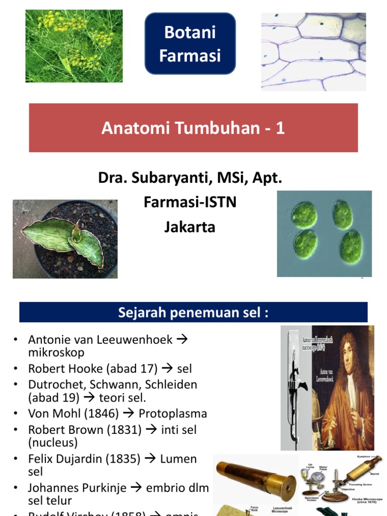 Materi Botani Farmasi (Anatomi TBHN) - 1 | PDF
