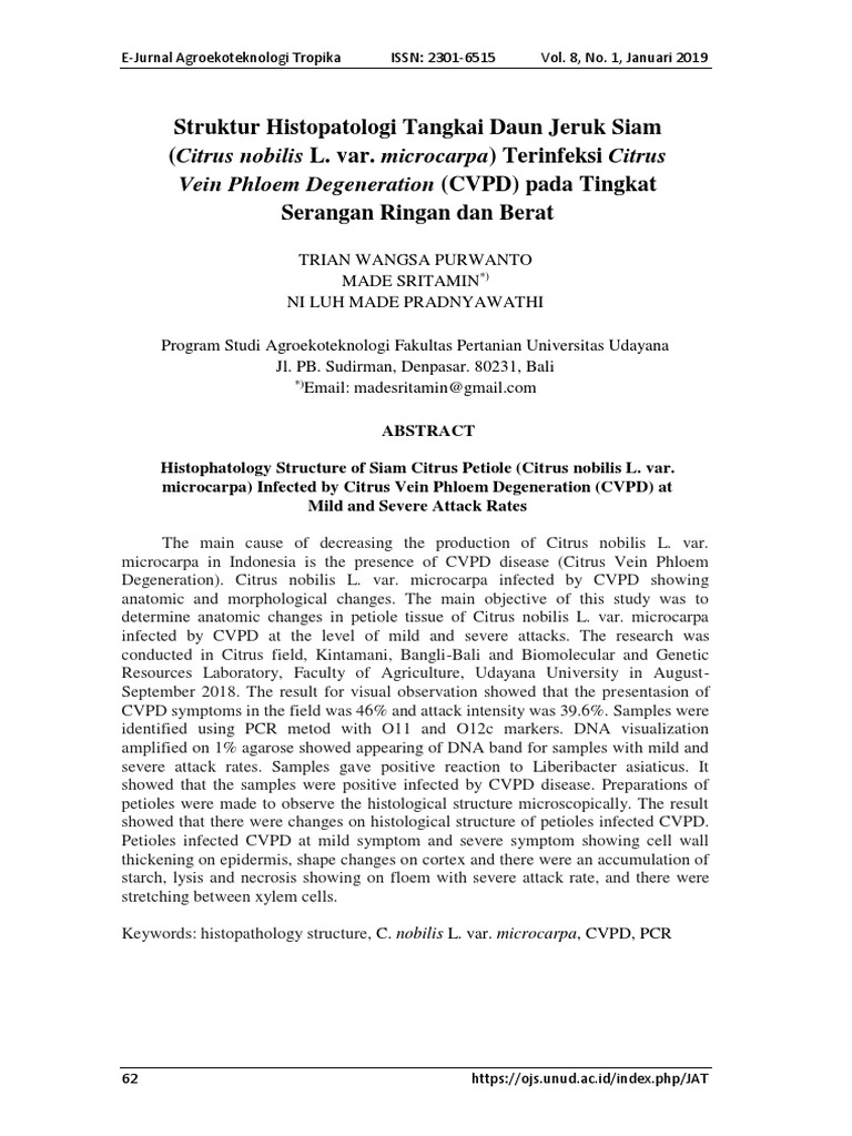 Vein Phloem Degeneration (CVPD) Pada Tingkat | PDF | Primer (Molecular ...