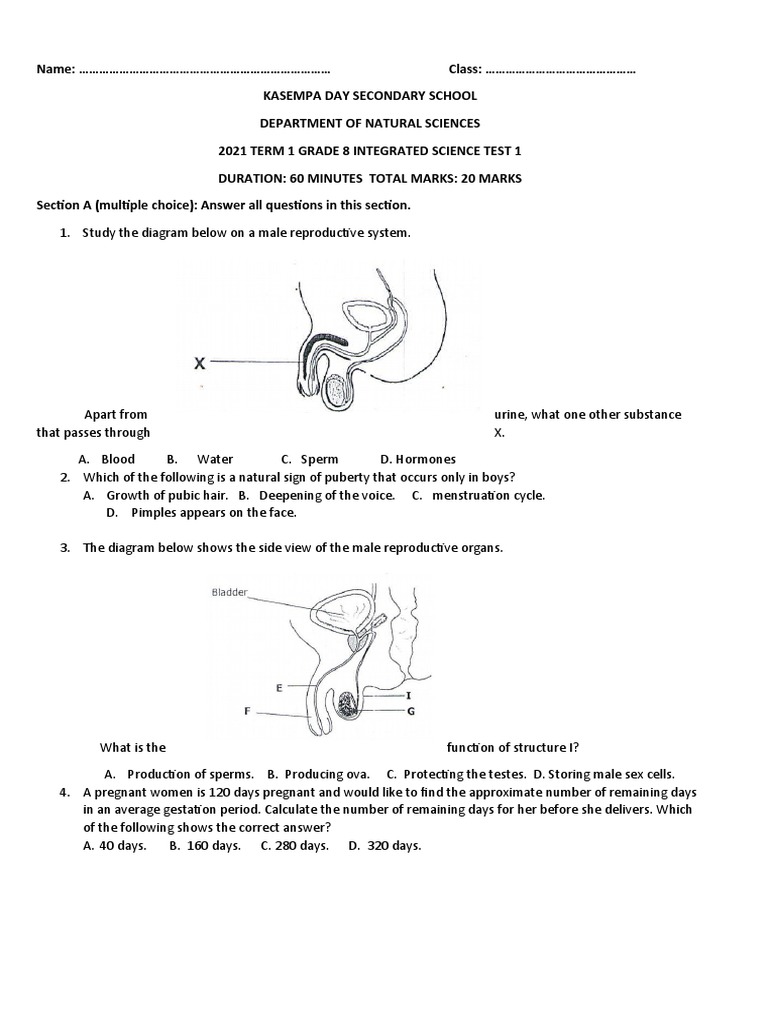 Male Reproductive System Diagram Quiz