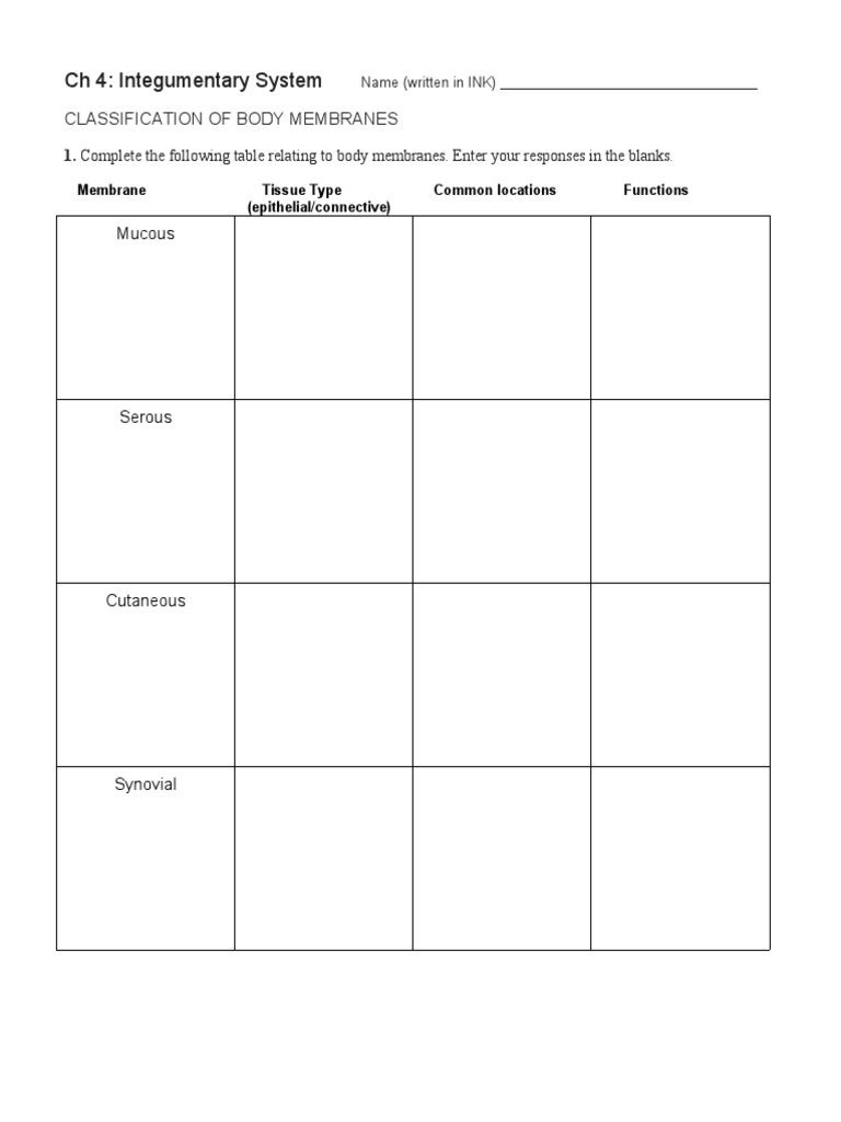 Integumentary Coloring Packet 2019 | PDF | Skin | Epidermis