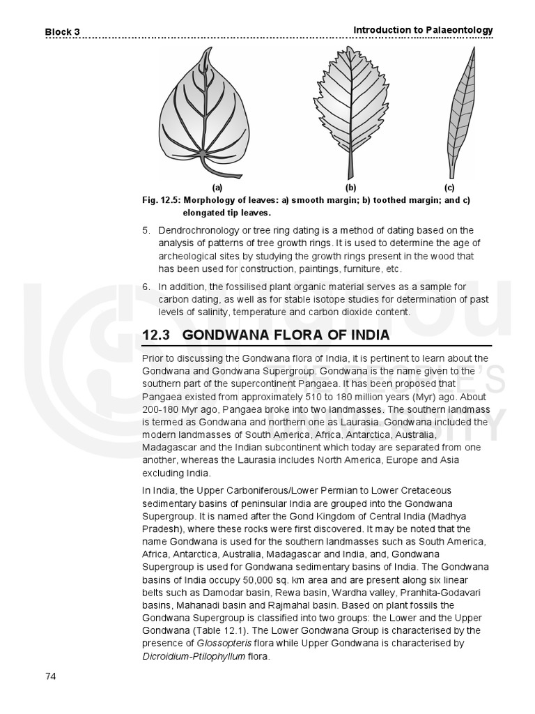 An Overview of Plant Fossils and the Gondwana Flora of India Based on ...