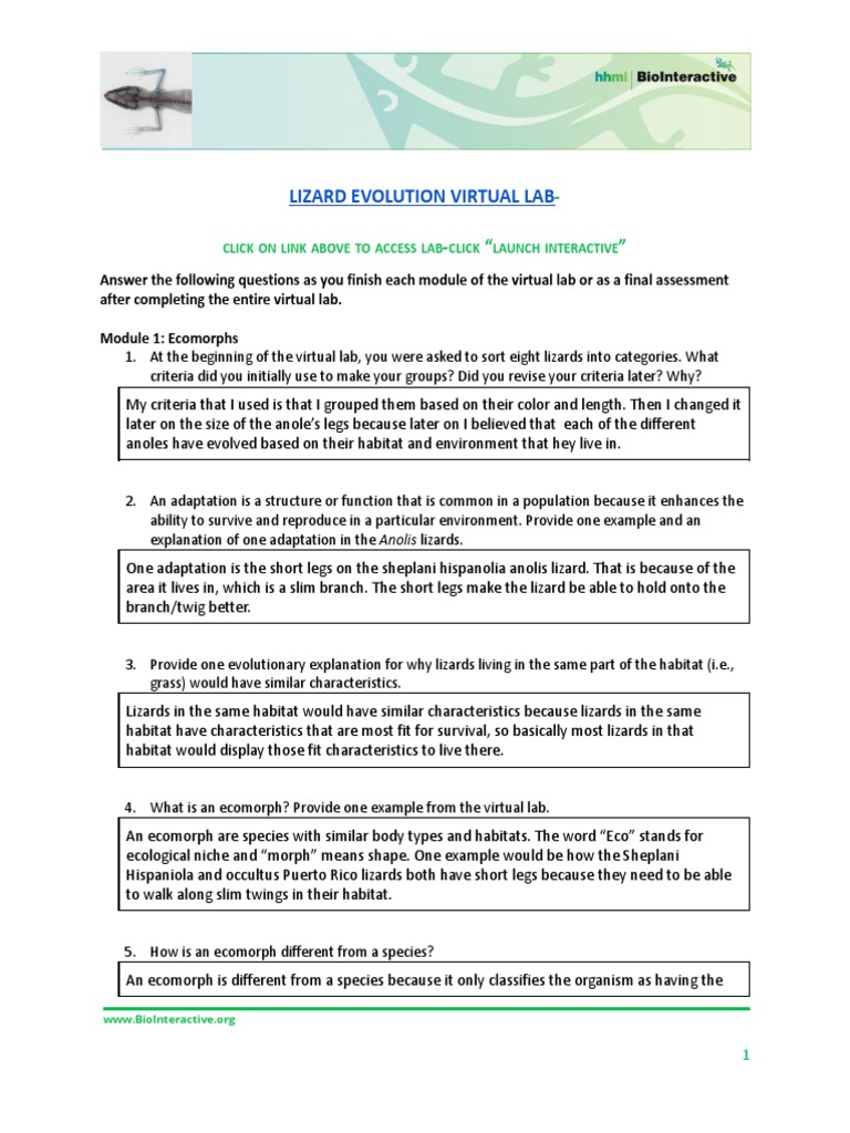 Lizard Evolution Virtual Lab: An In-Depth Exploration of Anolis Lizard ...