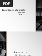 Avian Excretory System Overview | PDF | Kidney | Abdomen