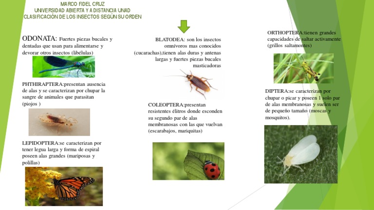 Clasificacion de Insectos Segun Su Orden | PDF