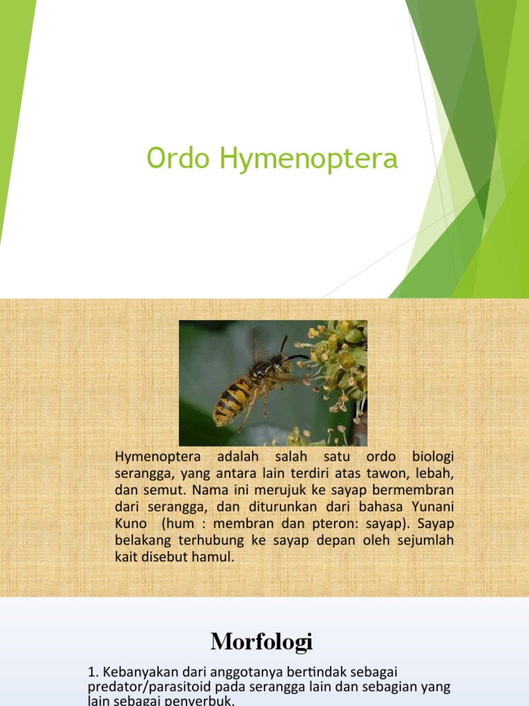 Klasifikasi dan Peran Ordo Hymenoptera | PDF