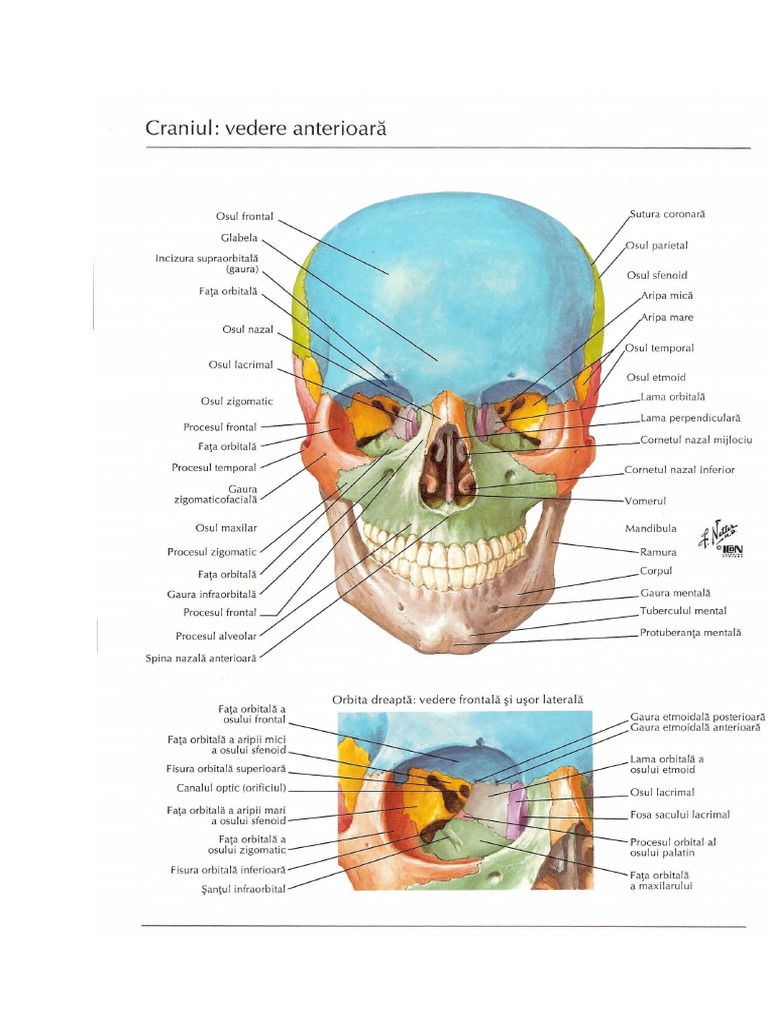 Craniul-Vedere Anterioara | PDF