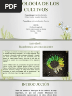 Fenologia de La Cebada | PDF | Cebada | Agricultura