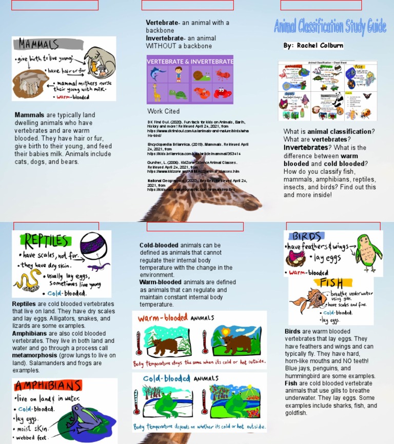 Animal Classifications | PDF | Vertebrates | Amphibian