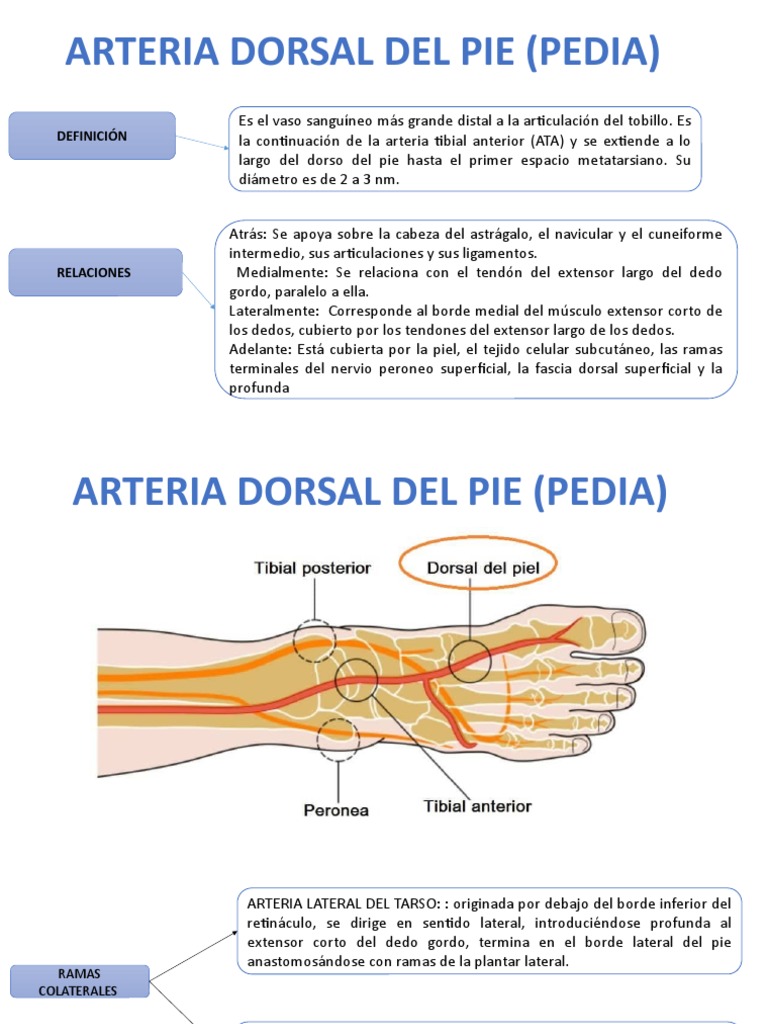 Anatomía De La Arteria Del Pie