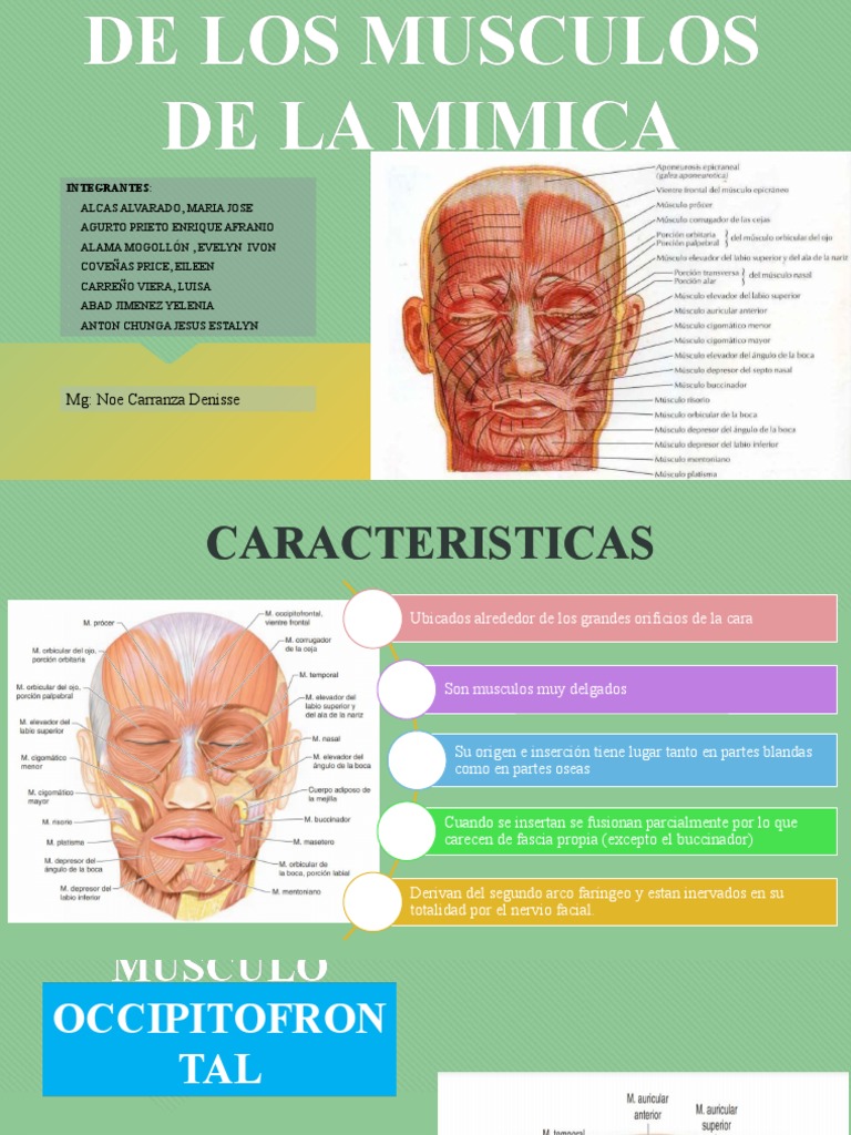 Caracteristicas de Los Musculos de La Mimica - G1 | PDF | Sistema musculoesquelético | Cabeza y ...
